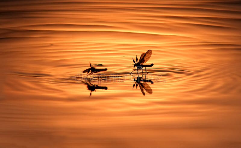 Mosquitoes stock image. Image of puddle, gnats, mosquitoes - 119921257