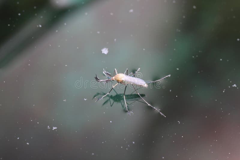 Mosquitoes are Insects and Live in the Water Stock Image - Image of ...