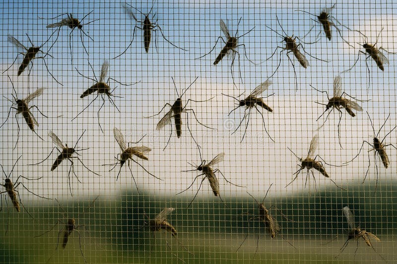 Mosquitoes on Mesh Screen at Dusk Stock Illustration - Illustration of ...