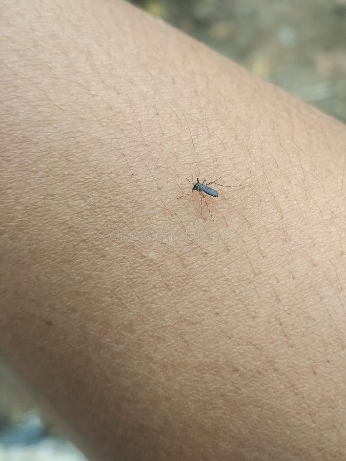 Mosquitoes are Biting on People S Skin Stock Photo - Image of nature ...