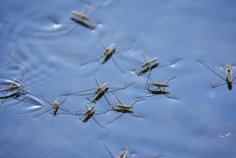 Mosquitoes on the Surface of a Water Stock Image - Image of green ...