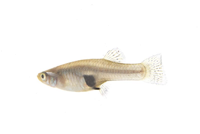 Mosquito Fish, Gambusia Affinis Stock Image - Image of plant, adult ...