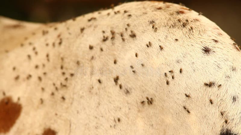 Mosquitos De Insectos En La Vaca Almacen De Video - Vídeo de manada ...