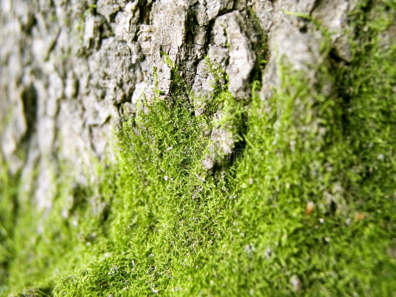 Moss 1 stock image. Image of forest, natural, downy, smooth - 456069