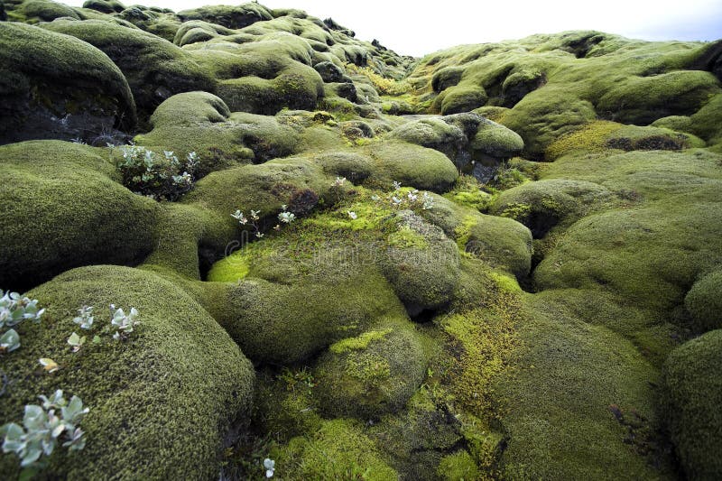 Mossy swamp stock photo. Image of nature, putorana, emerald - 207422