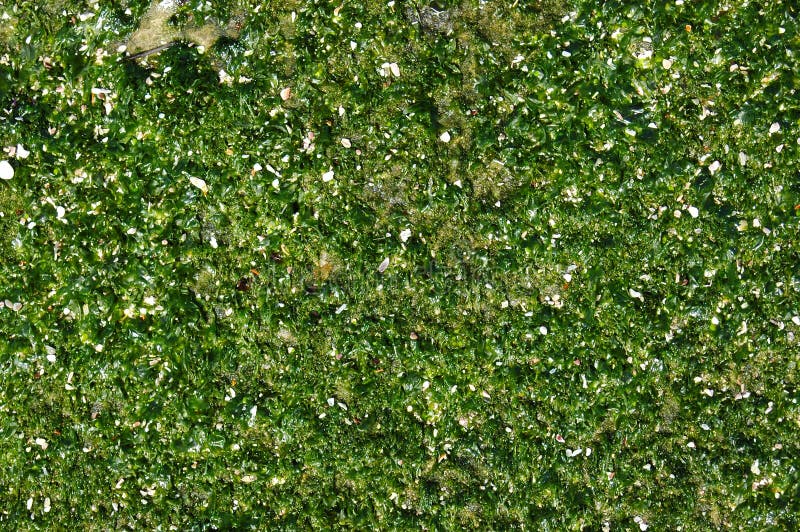 Moss stock photo. Image of plant, nature, green, background - 1266636