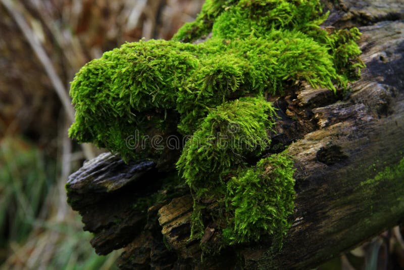 Thick moss stock photo. Image of grow, nature, thick, green - 3226740