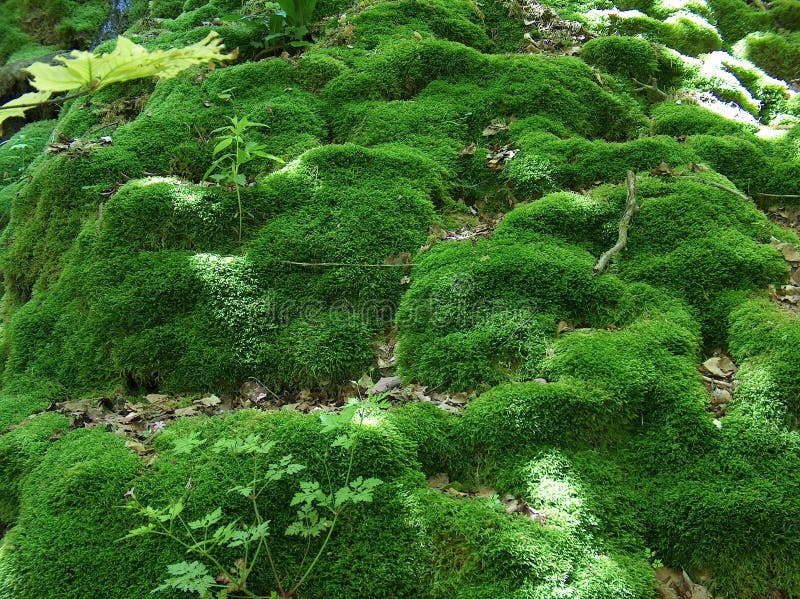 Moss stock image. Image of green, moss, plants, flora - 13037853