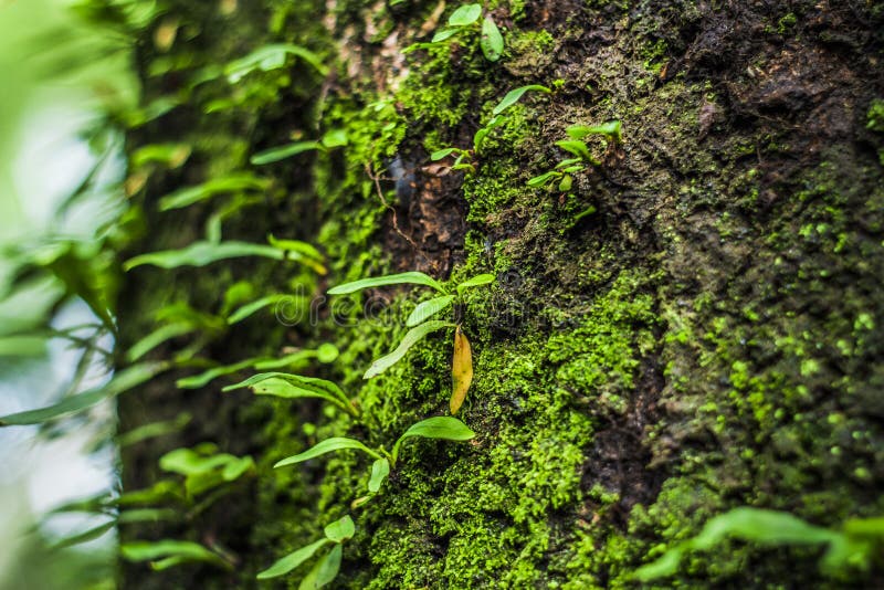 Moss stock photo. Image of lichen, muscus, musci, moss - 145771356