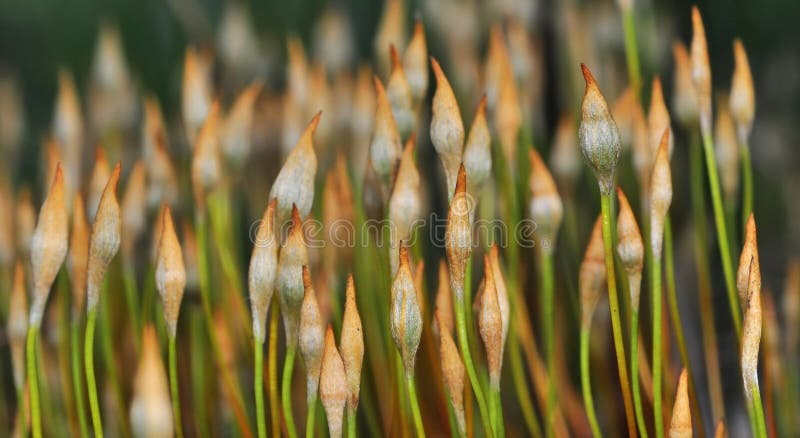 Cattail stock image. Image of green, plant, typha, grass - 13228395