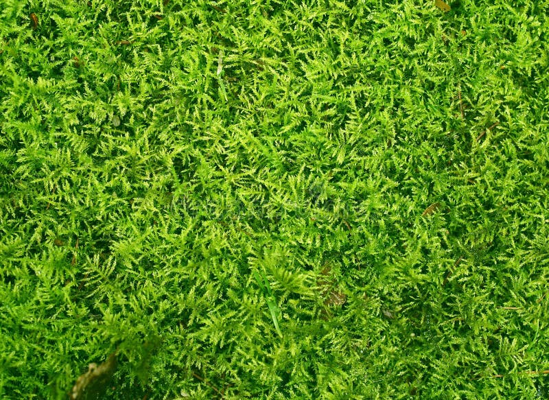 Moss stock photo. Image of moss, colourful, green, close - 2000324