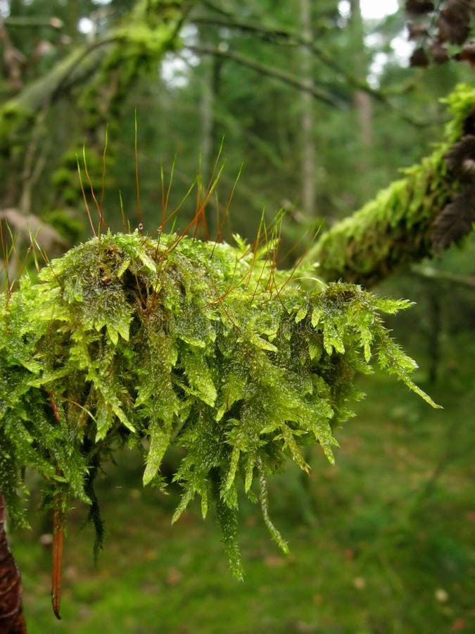 Moss stock photo. Image of fronds, soggy, close, moss, plush - 238090