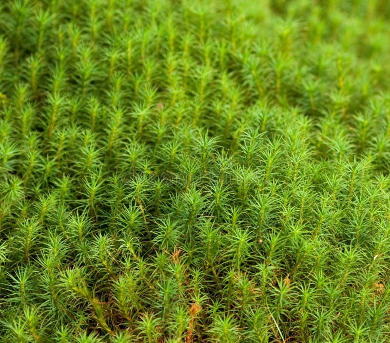 Moss stock image. Image of moss, detail, wild, young - 28315609