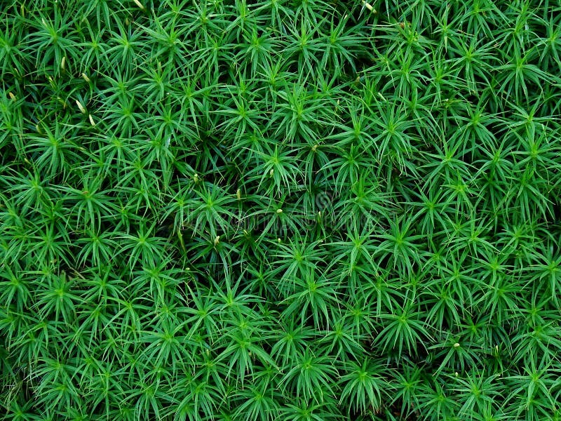 7,680 Natural Moss Top View Stock Photos - Free & Royalty-Free Stock ...
