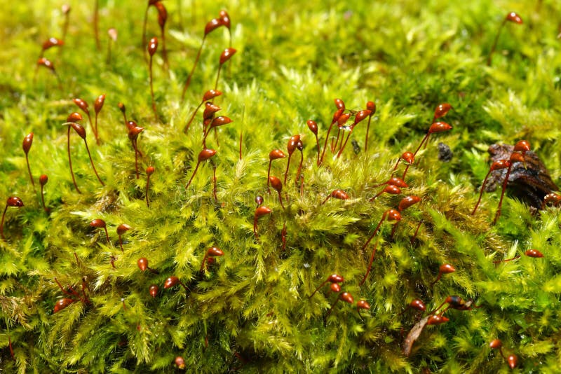 Moss Picture. Image: 4612228