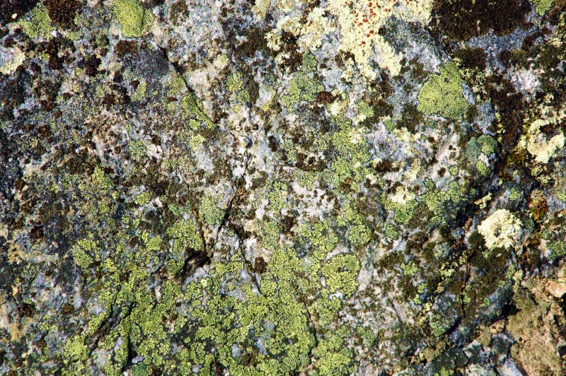 Moss Picture. Image: 5786060