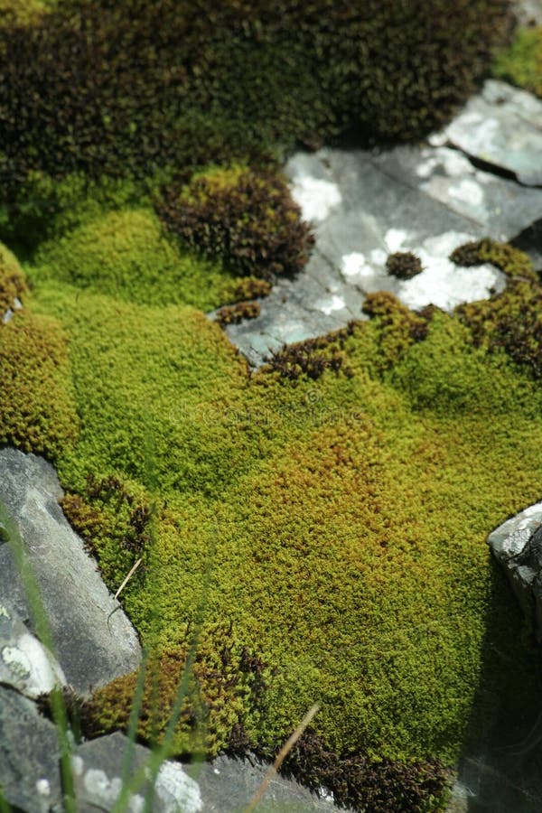 Mossy swamp stock photo. Image of nature, putorana, emerald - 207422