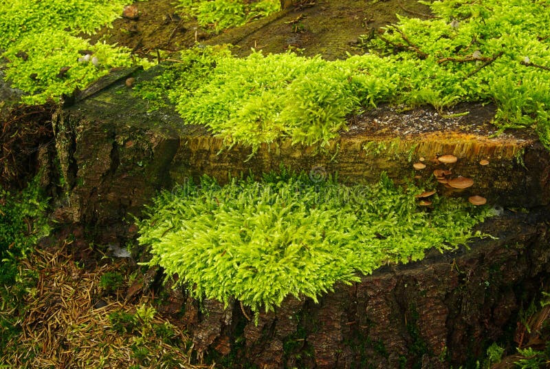 Mossy swamp stock photo. Image of nature, putorana, emerald - 207422