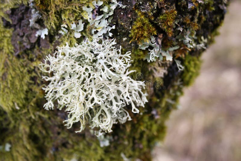 Moss stock image. Image of green, moss, fungus, grey, wood - 8507667