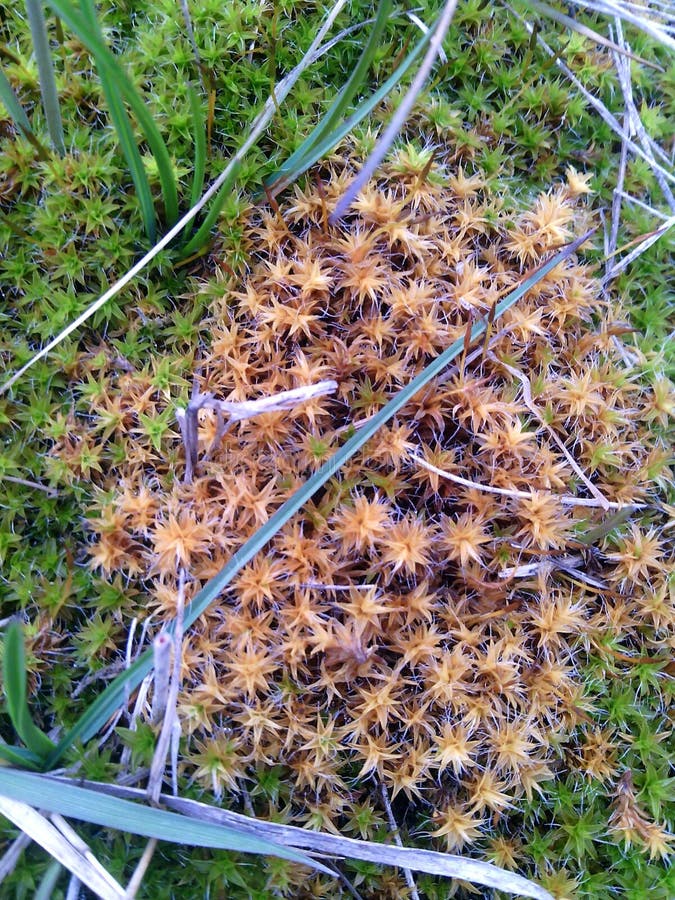 Moss stock image. Image of flowering, nature, moss, plant - 88917701