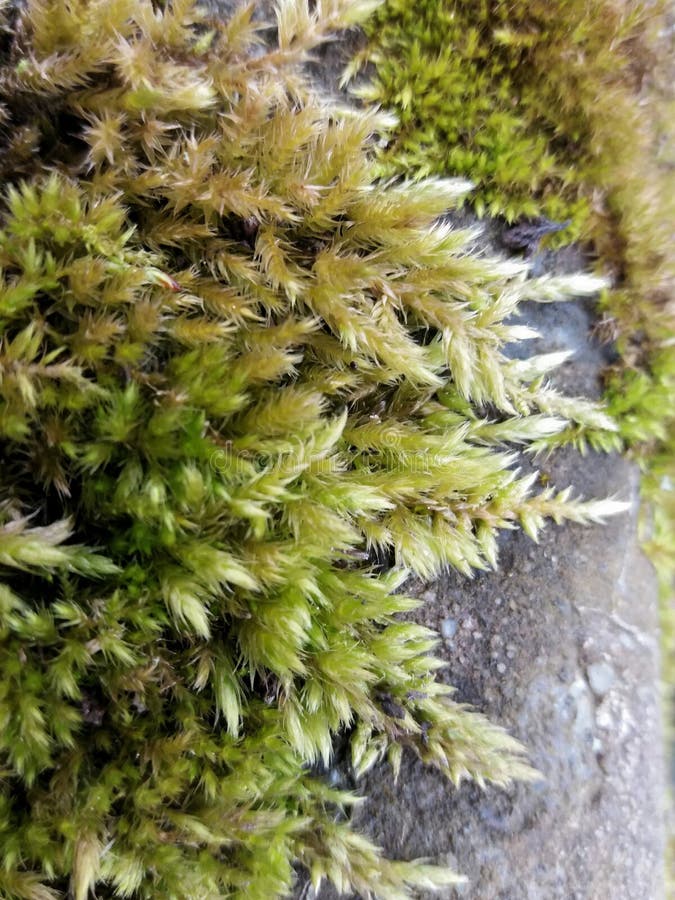 Moss stock photo. Image of moss, plant, natural, fresh - 89248356