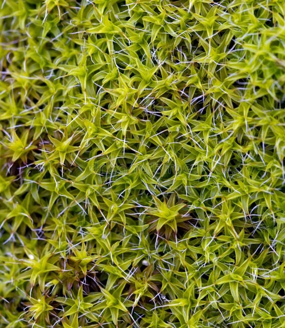 Moss stock illustration. Illustration of netting, spiderweb - 62024341