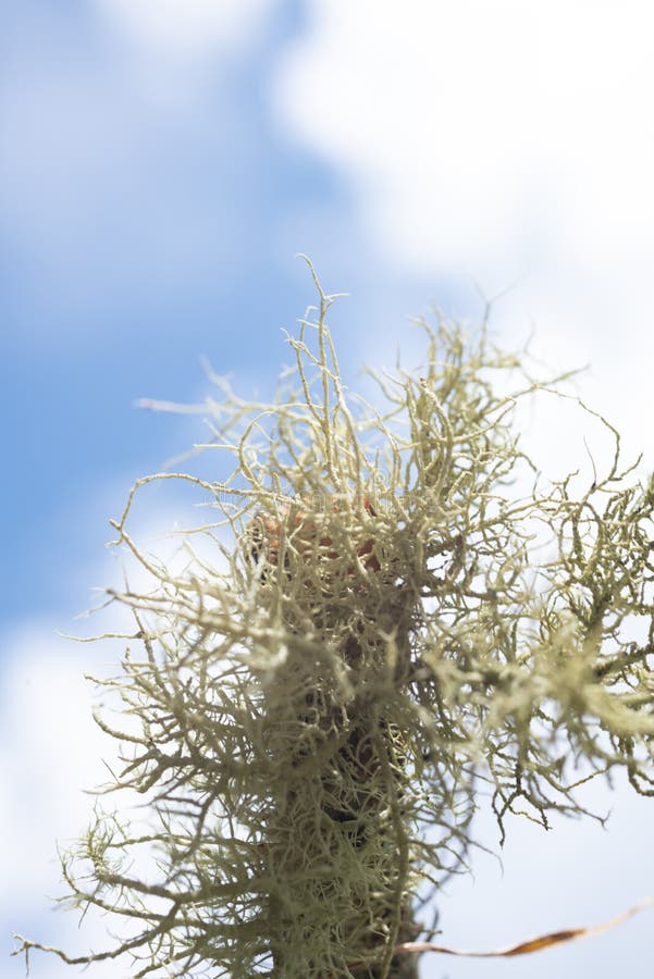 Moss Against a Clear Blue Sky Stock Image - Image of twig, tree: 253317167