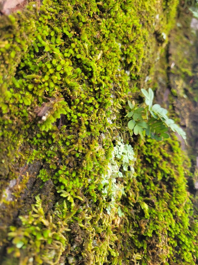 Moss on an Alabama Tree in Fall Stock Image - Image of tree, alabama ...