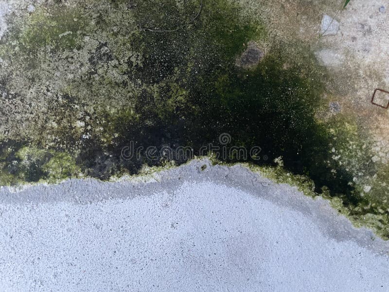 Moss and Algae Growth on Concrete Surface, Showcasing Textures and ...