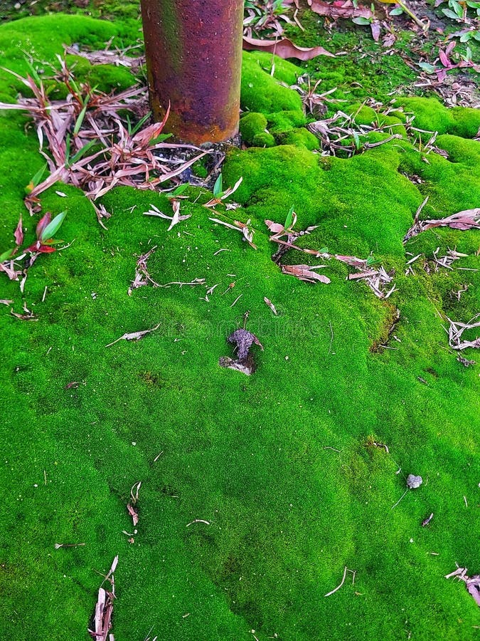 Moss or algae stock image. Image of algae, color, plant - 272846007