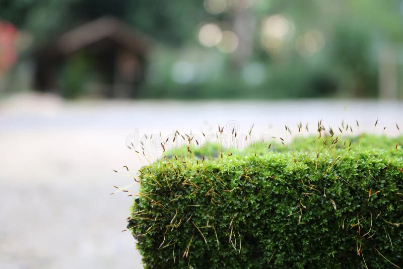 Moss and algae on rocks. stock image. Image of texture - 90982129
