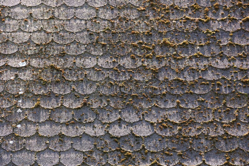 Moss and Algae on Slate Roof Tiles Stock Photo - Image of algae ...