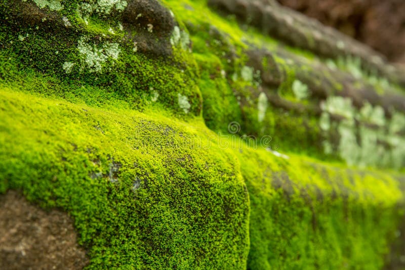 Moss on an Ancient Stone Wall Stock Image - Image of green, moss: 75705219