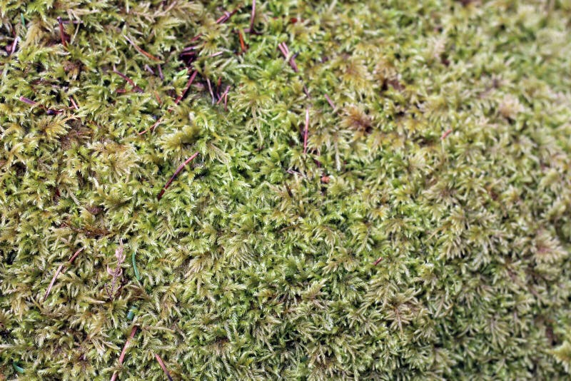 Moss Around The Wooden Walkway In Rain Forest Stock Image - Image of ...
