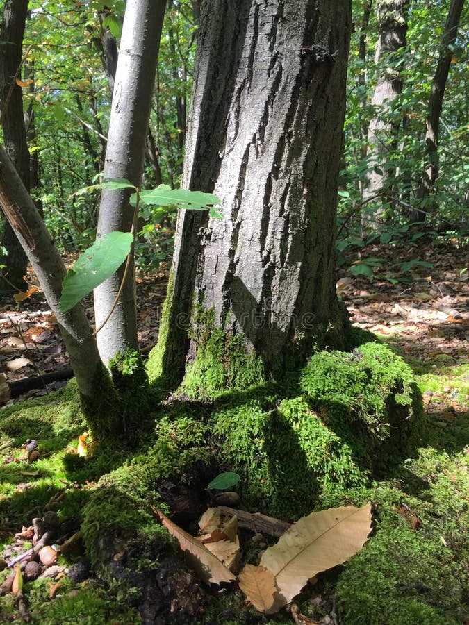 Moss Interaction with Treebarks Stock Photo - Image of base, treebarks ...