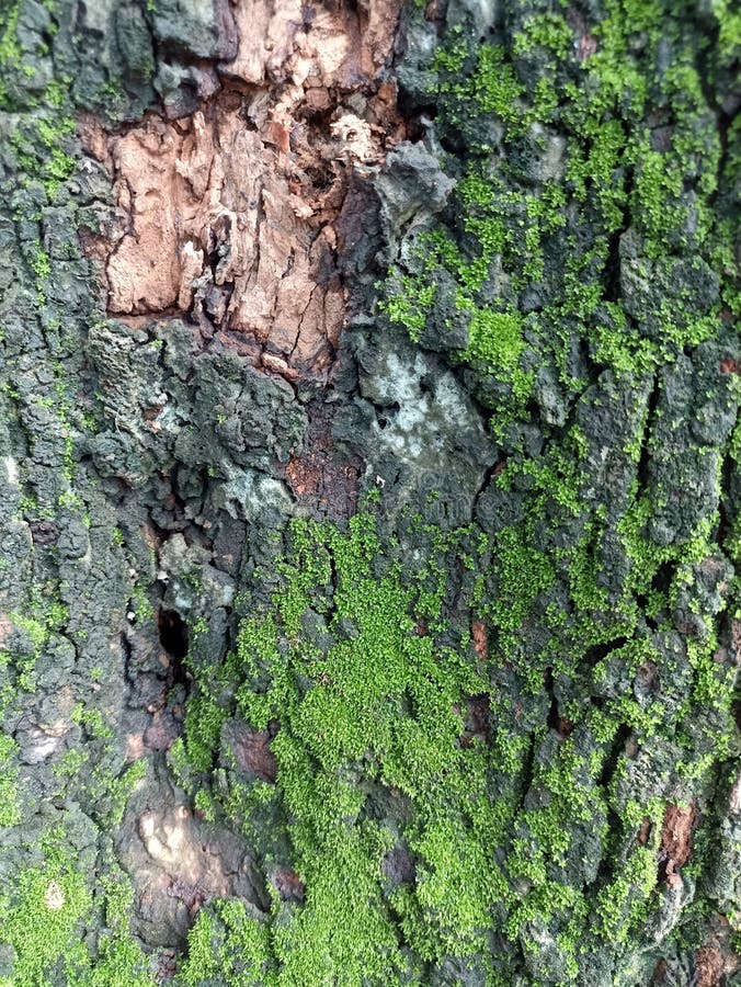 Moss Attached To Tropical Tree Trunks Stock Image - Image of tree ...