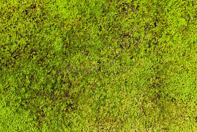 Moss background stock photo. Image of moss, textured - 15409928