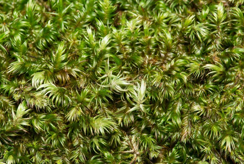 Moss Background stock image. Image of plant, damp, botanical - 25405203