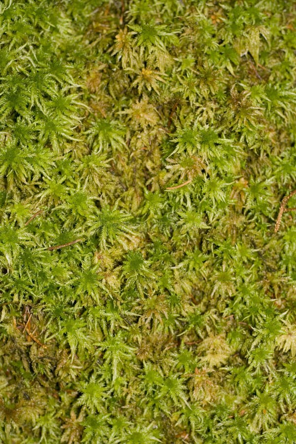 Moss Background Picture. Image: 4325951