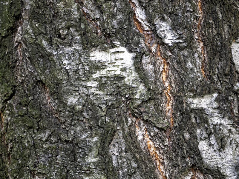 Texture of the Old Birch Bark with Moss Stock Image - Image of nature ... Texture of the Old Birch Bark with Moss Stock Image - Image of nature ...