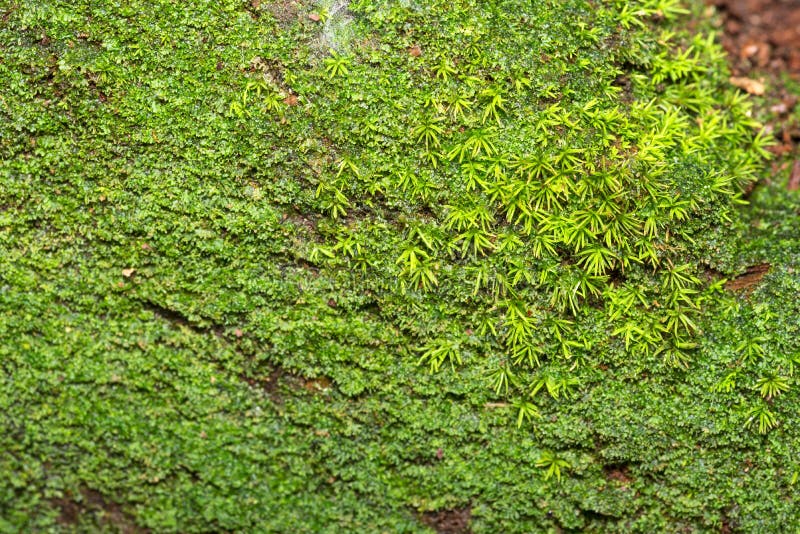 Moss Background stock photo. Image of texture, wallpaper - 44843656