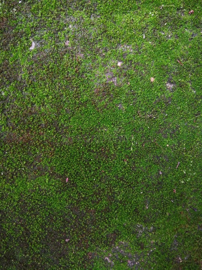 Moss background stock photo. Image of moss, wall, background - 93080386