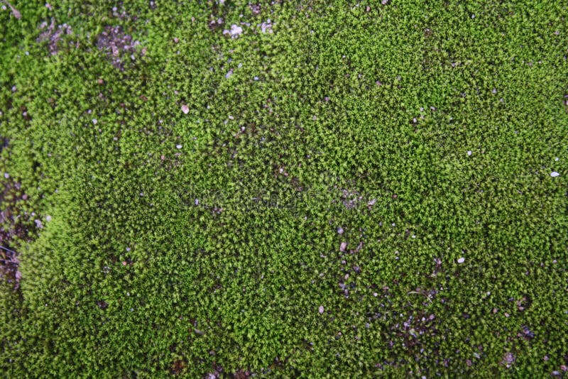 Moss Background Texture stock image. Image of grunge - 60210033
