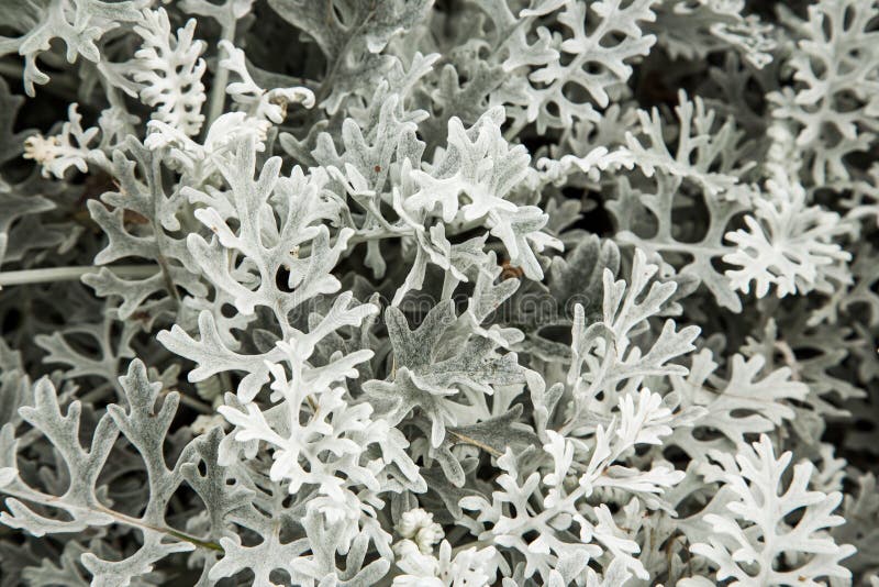 Moss background stock photo. Image of wallpaper, vegetation - 59510242