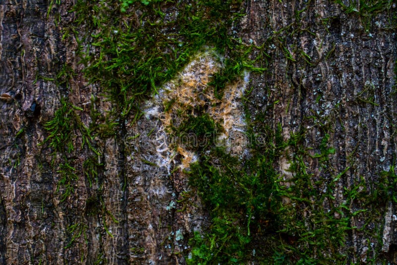 329 Thick Forest Overgrown Path Stock Photos - Free & Royalty-Free ...