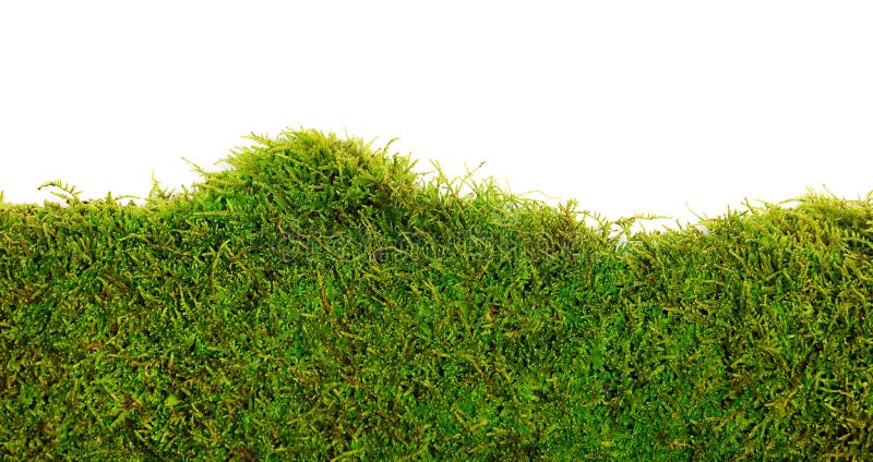 Moss stock image. Image of sphagnum, leaf, background - 36736975