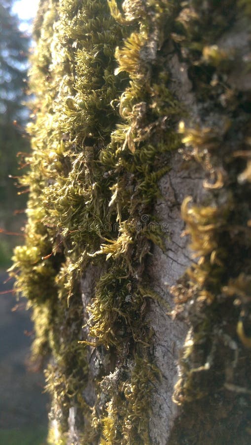 Moss stock photo. Image of sunlight, nature, tree, brown - 54611050