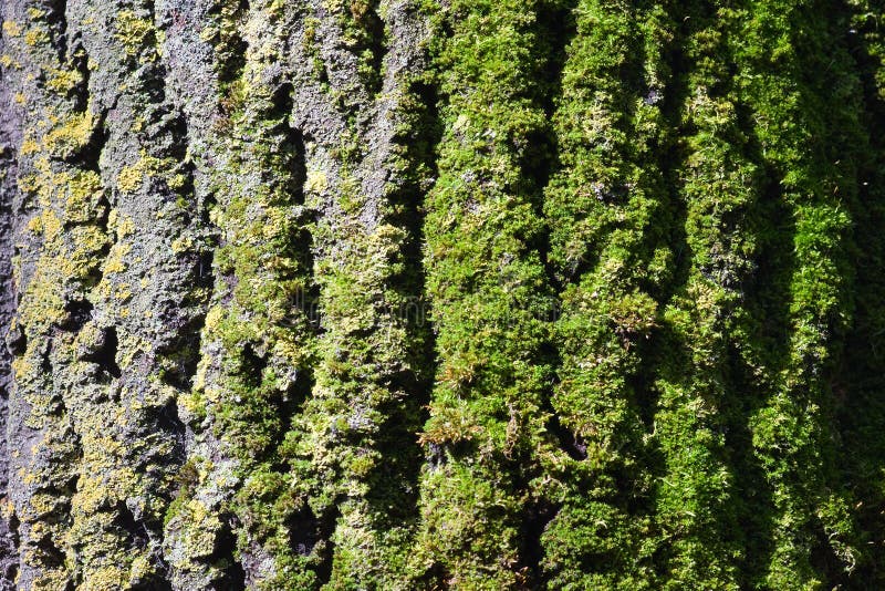 Moss on bark stock image. Image of lichen, tree, adult - 7641035