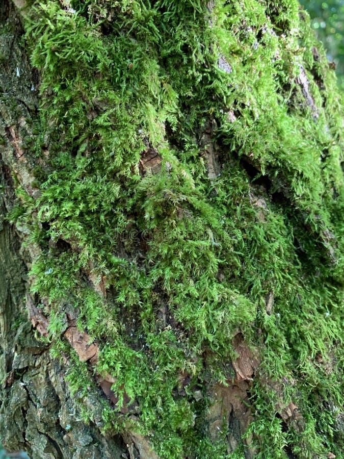 Moss on Tree Bark Close Up Portrait Stock Image - Image of outdoors ...