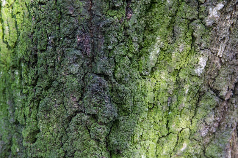 Moss on the Bark of an Old Tree Stock Photo - Image of background ...